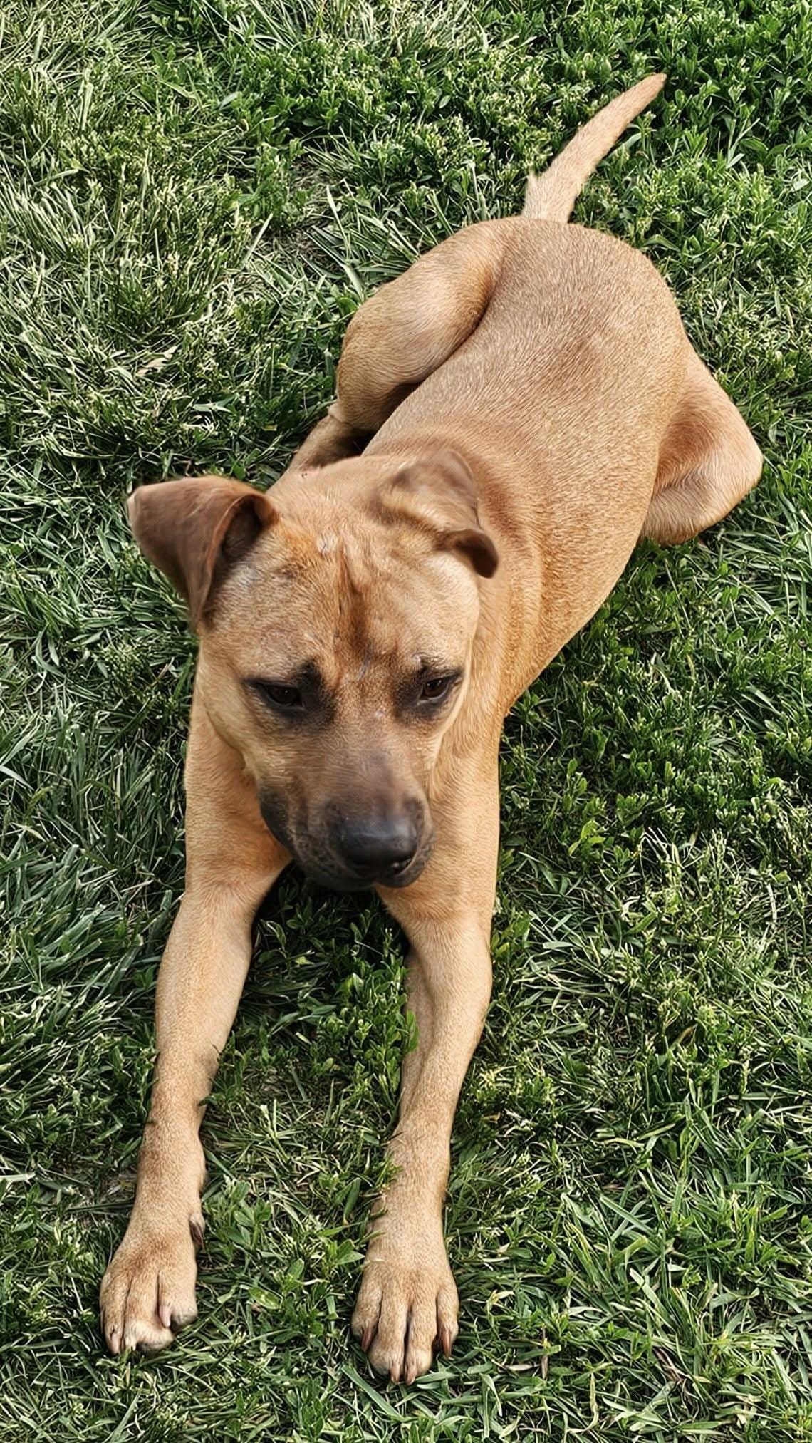 Adopt Canelo Today - Find Paw Pal