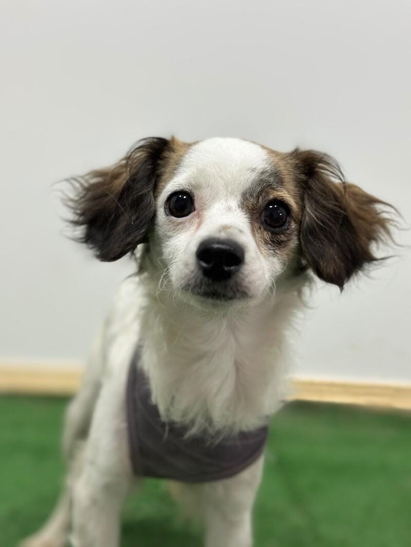 Adopt Mango Today - Find Paw Pal