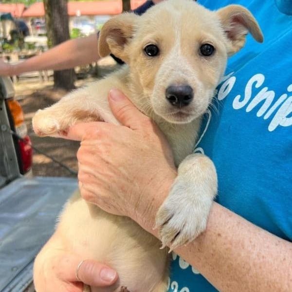 Adopt Brownie the Tri- Pawed German Shepherd Mix Today - Find Paw Pal