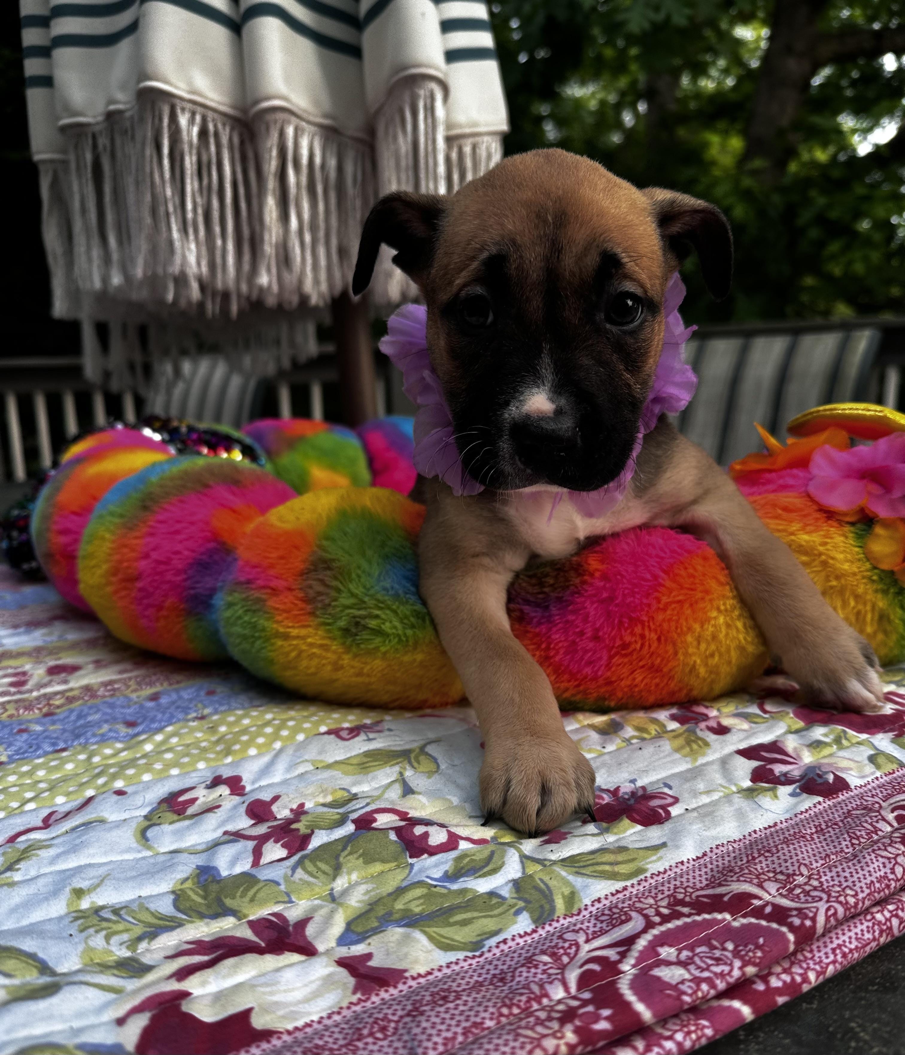 Adopt Sandy - [ ] Saturday Pet Supplies Plus 1-3- 5348 Dixie Hwy ...