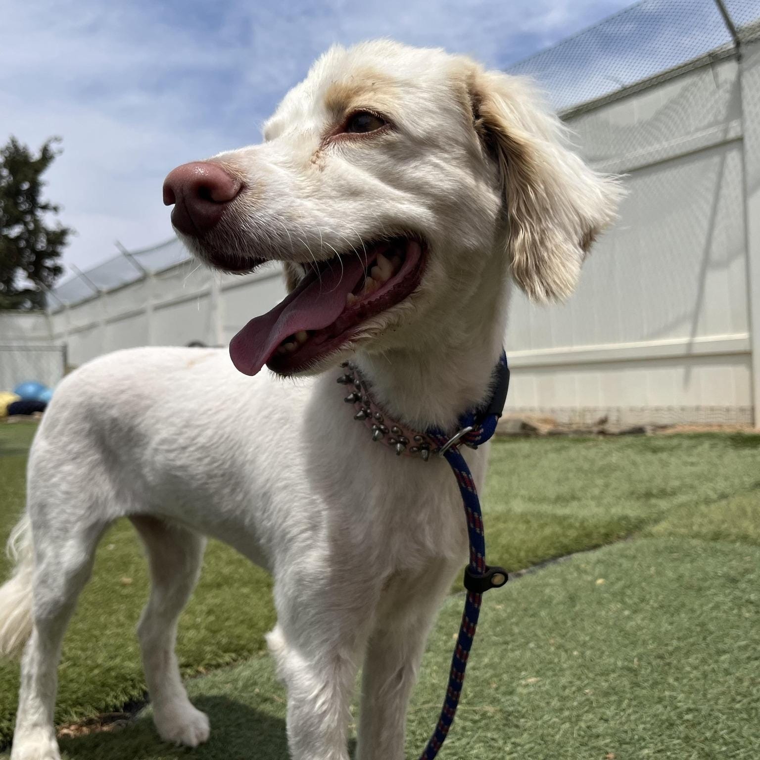 Adopt Luna Today - Find Paw Pal