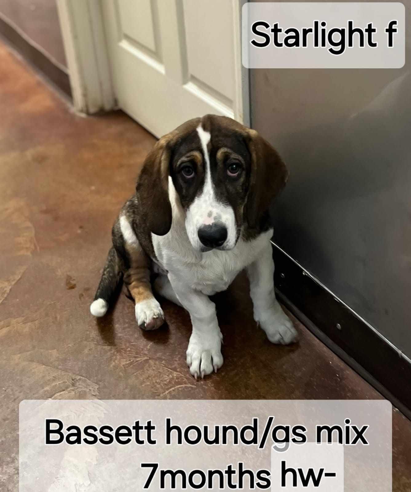 Adopt Starlight Today - Find Paw Pal