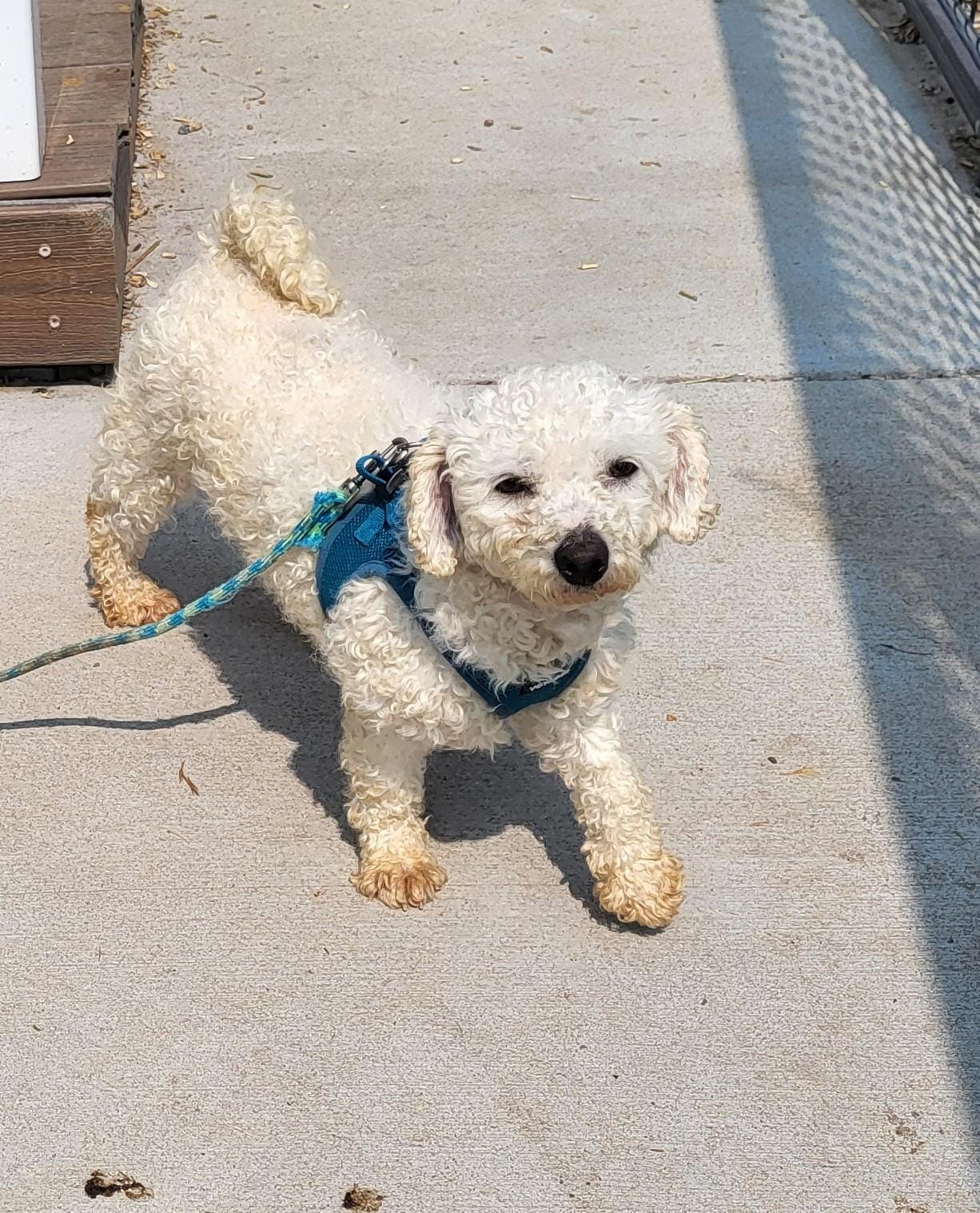 Adopt Molly Today - Pets TheCountyOffice