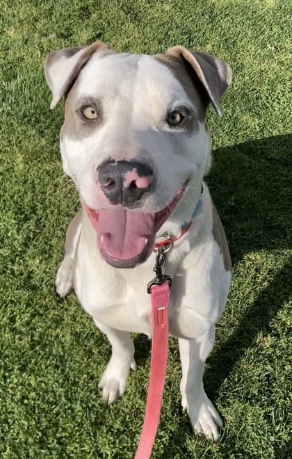 Adopt Patch Today - Find Paw Pal