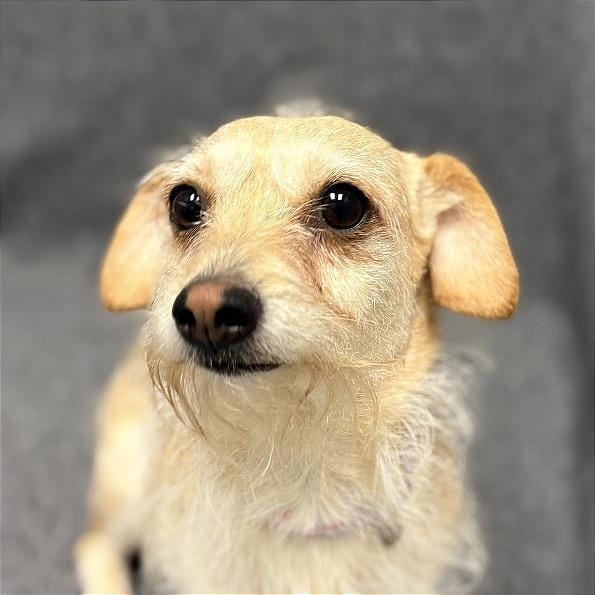 Adopt Sweet Pea Today - Pets TheCountyOffice