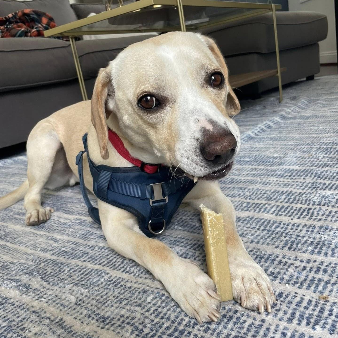 Animal Shelters in Columbia, SC - Find Paw Pal