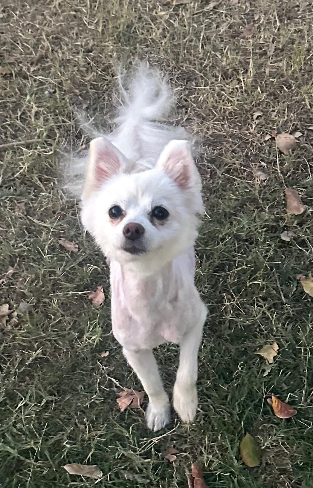 Adopt Princess Today - Find Paw Pal