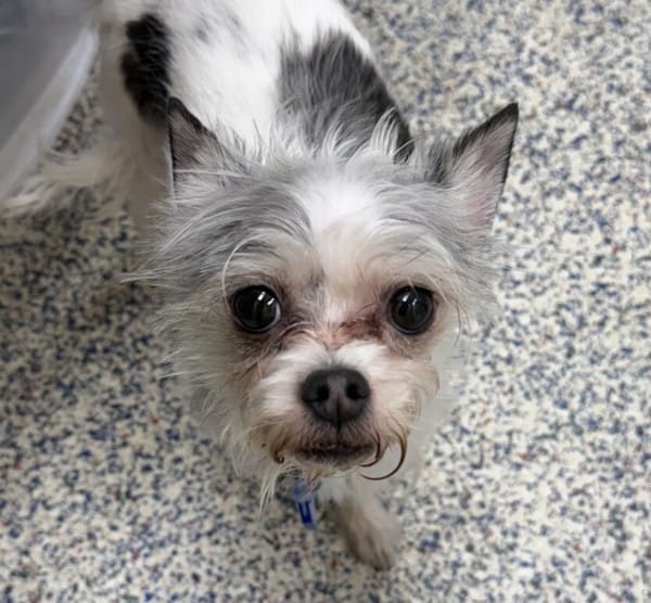 Adopt Snookie Today - Pets TheCountyOffice