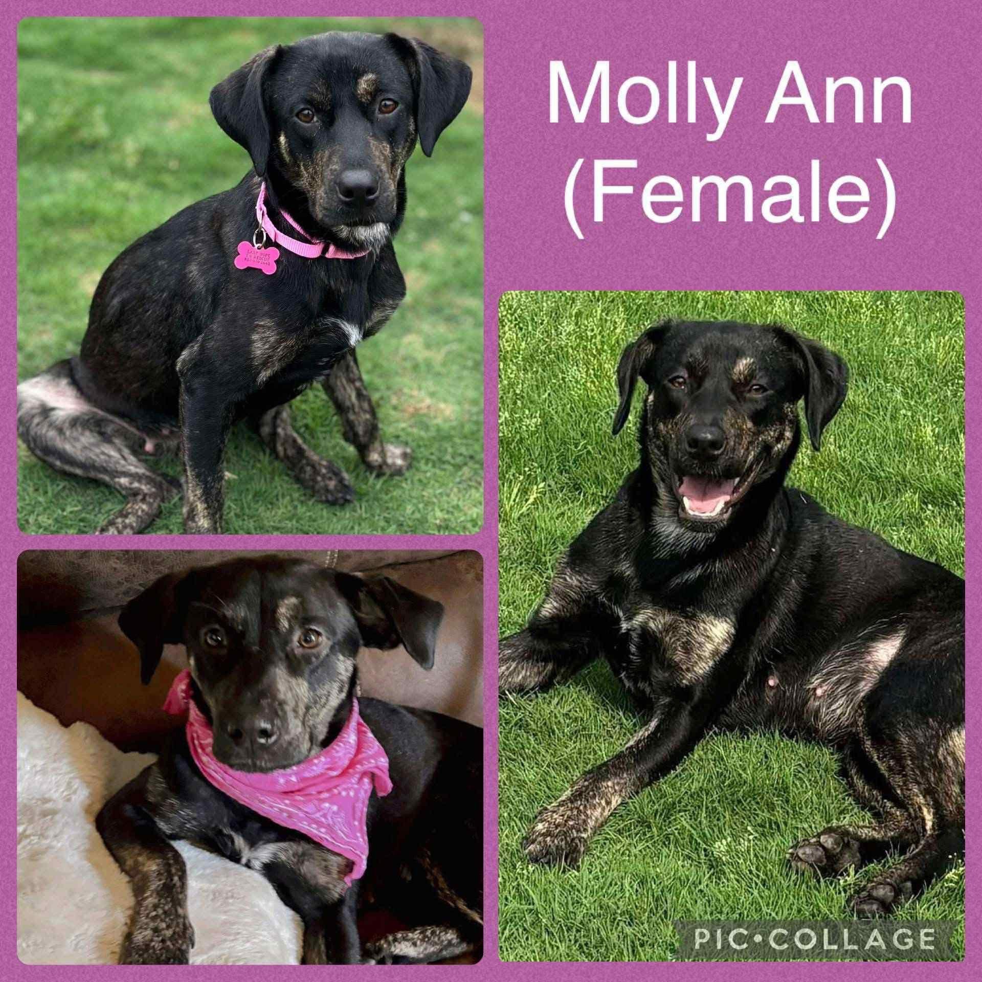 Adopt Molly Ann Today - Find Paw Pal