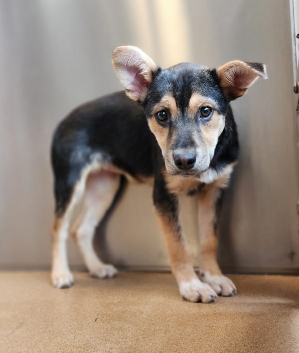 Capital Humane Society in Lincoln, NE - Find Paw Pal