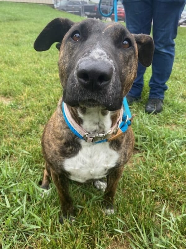 Capital Humane Society in Lincoln, NE - Find Paw Pal