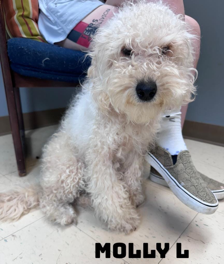 Adopt Molly L Today - Pets TheCountyOffice