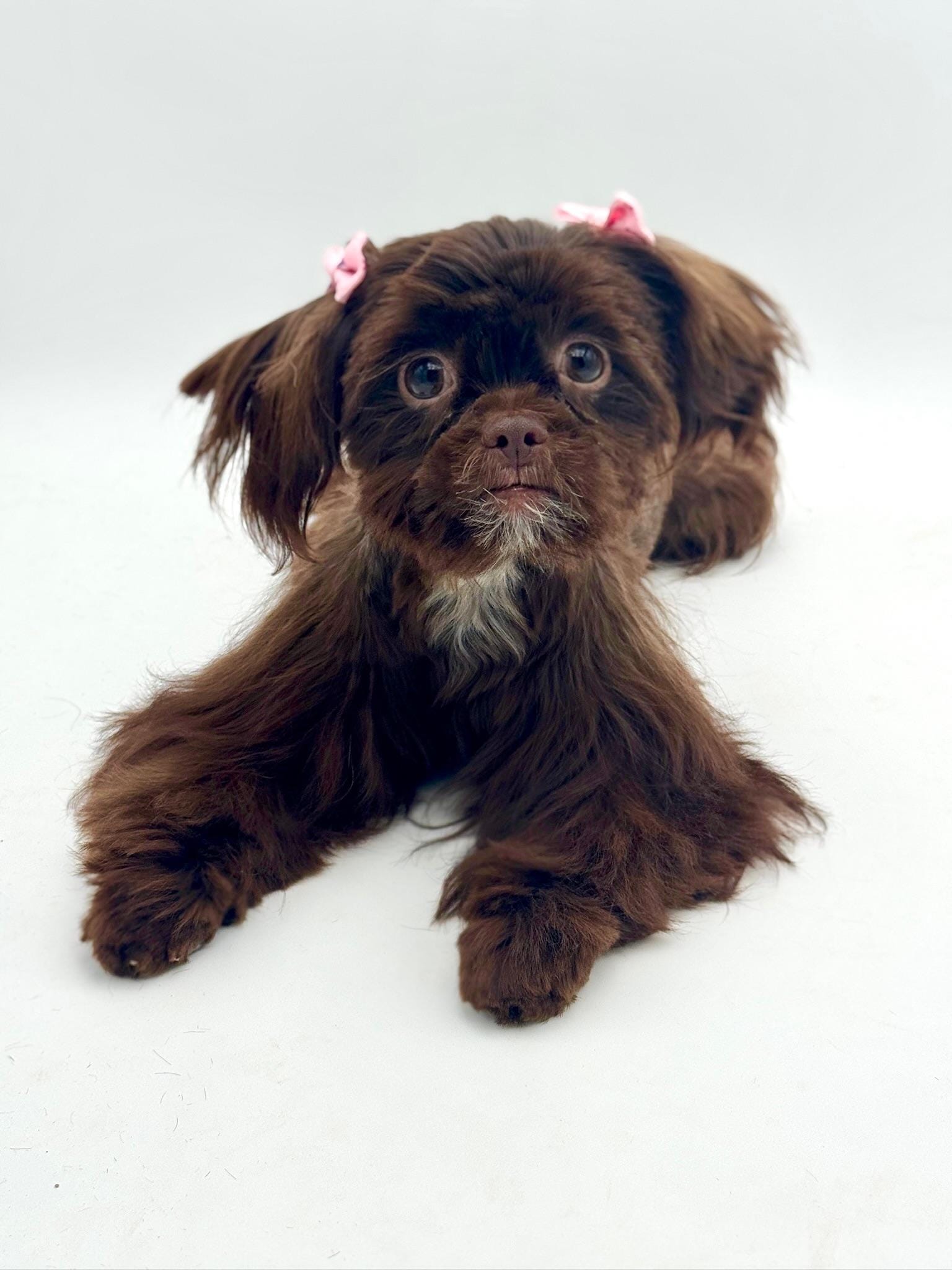 Adopt Cappi Today - Pets TheCountyOffice