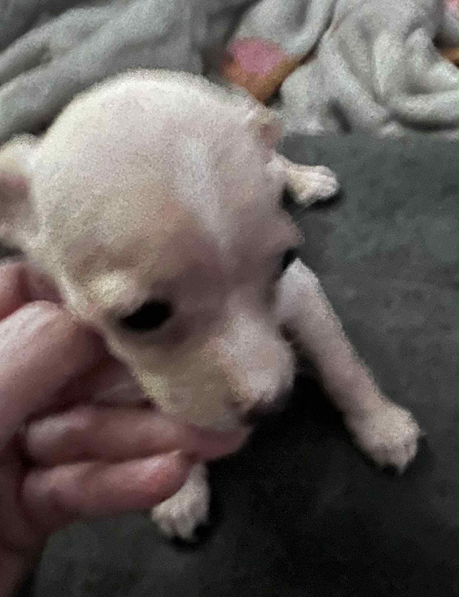 Adopt Butter the tiny chiweenie Today - Pets TheCountyOffice