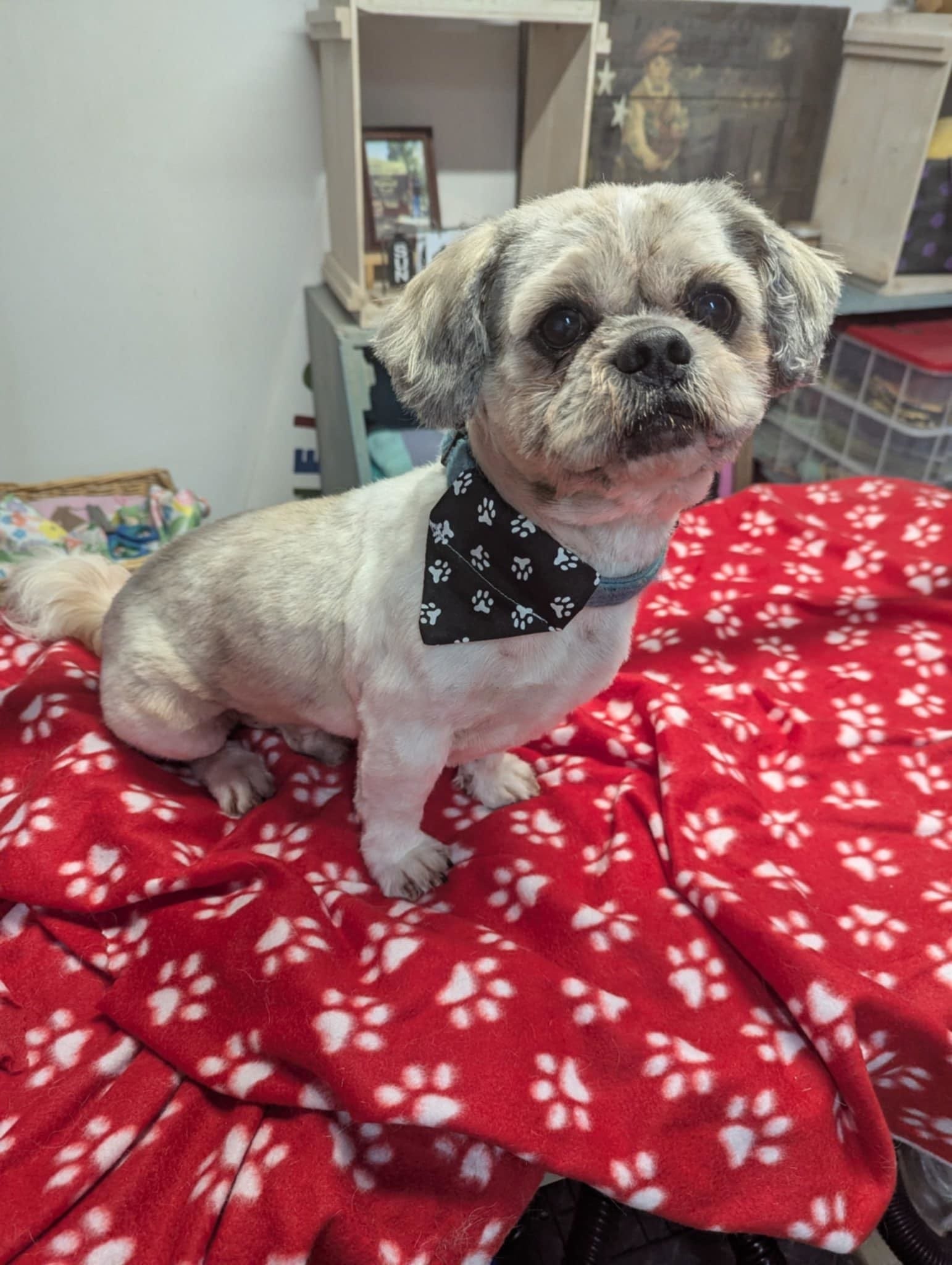 Adopt Willy-OS Today - Find Paw Pal