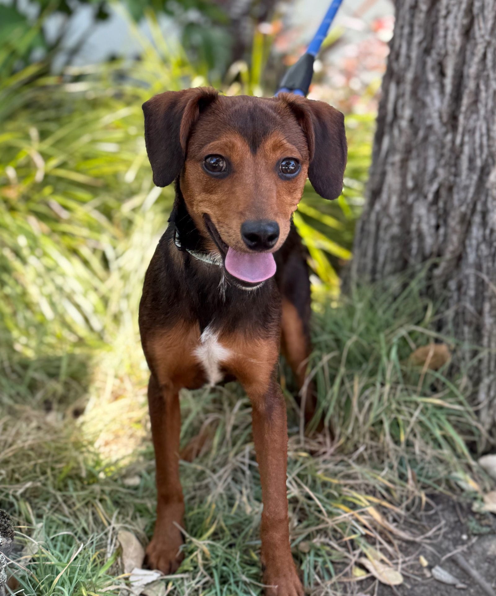 Adopt Hungry Caterpillar Today - Find Paw Pal