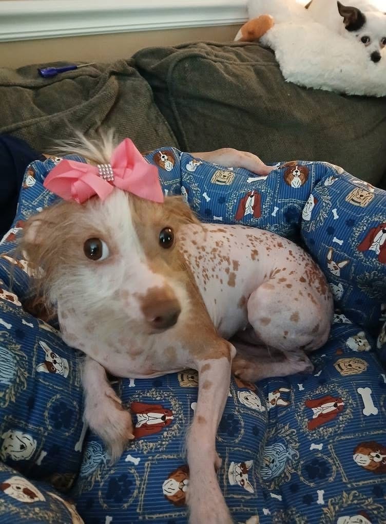 Adopt June Carter Today - Find Paw Pal