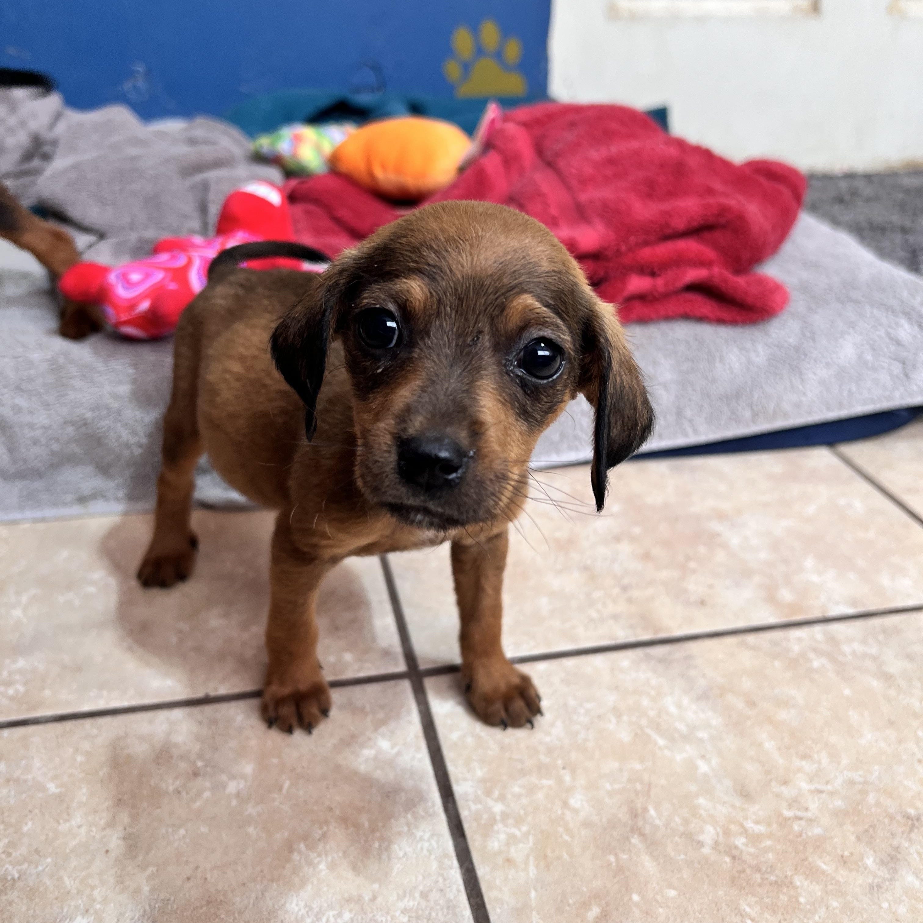 Adopt Fancy Today - Pets TheCountyOffice