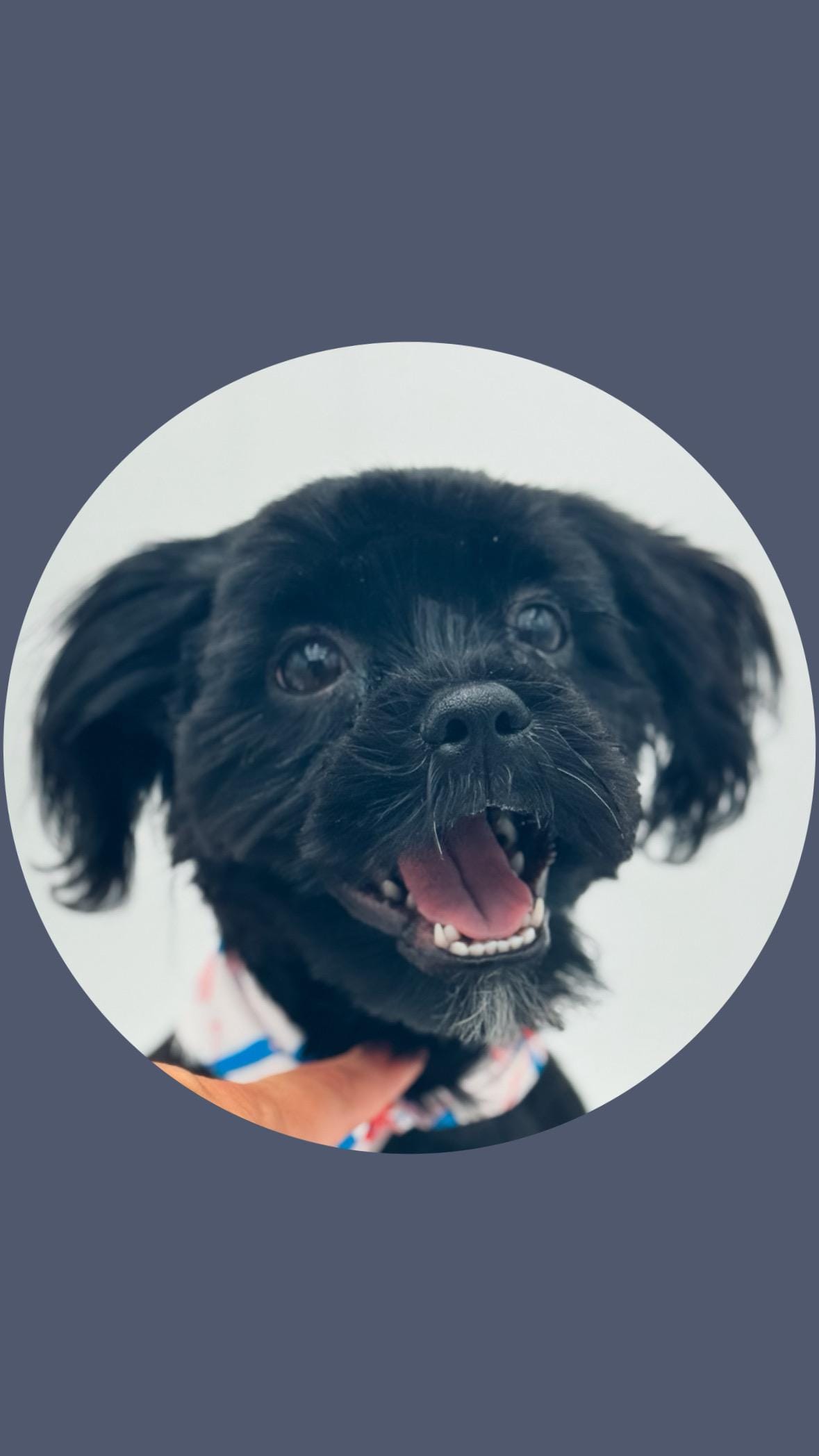 Adopt Caspian Today - Pets TheCountyOffice