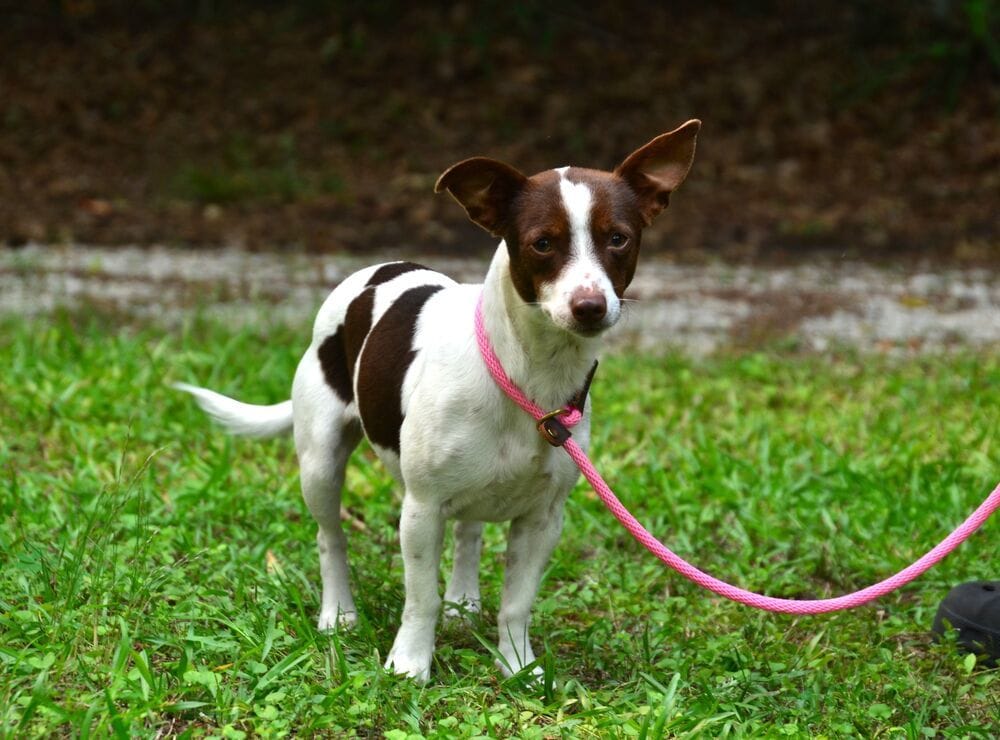 Adopt Jaynee Today - Pets TheCountyOffice