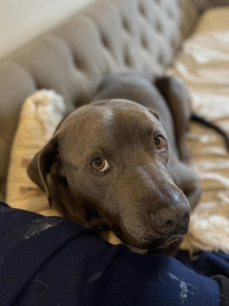 Adopt Grayson Today - Pets TheCountyOffice
