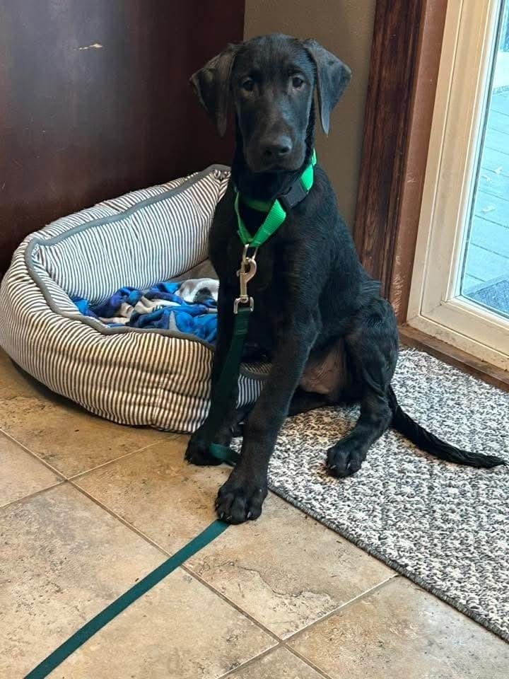 One-Stop Destination for Pet Adoption - Pets TheCountyOffice