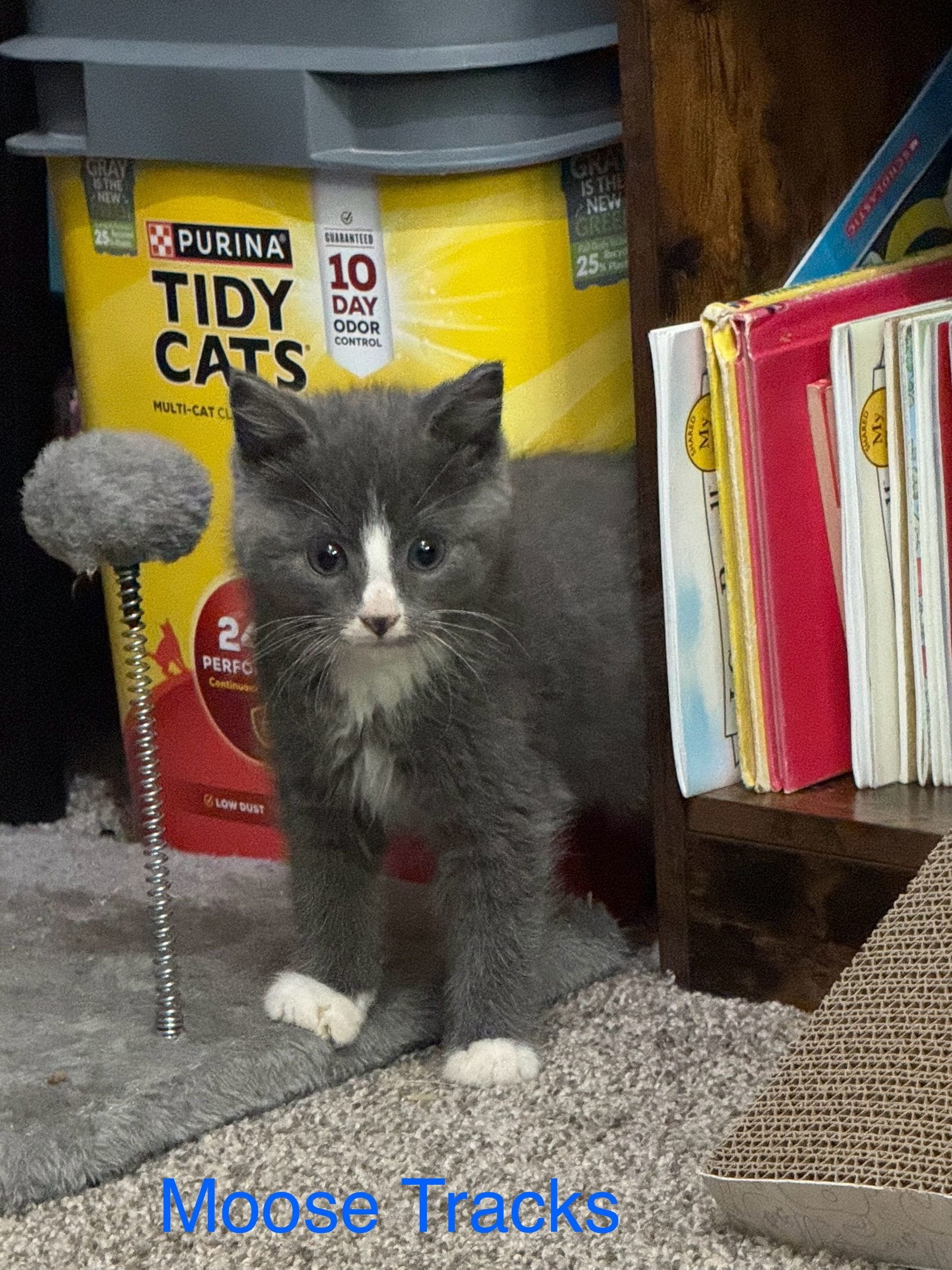 Adopt Moose Tracks Today - Find Paw Pal