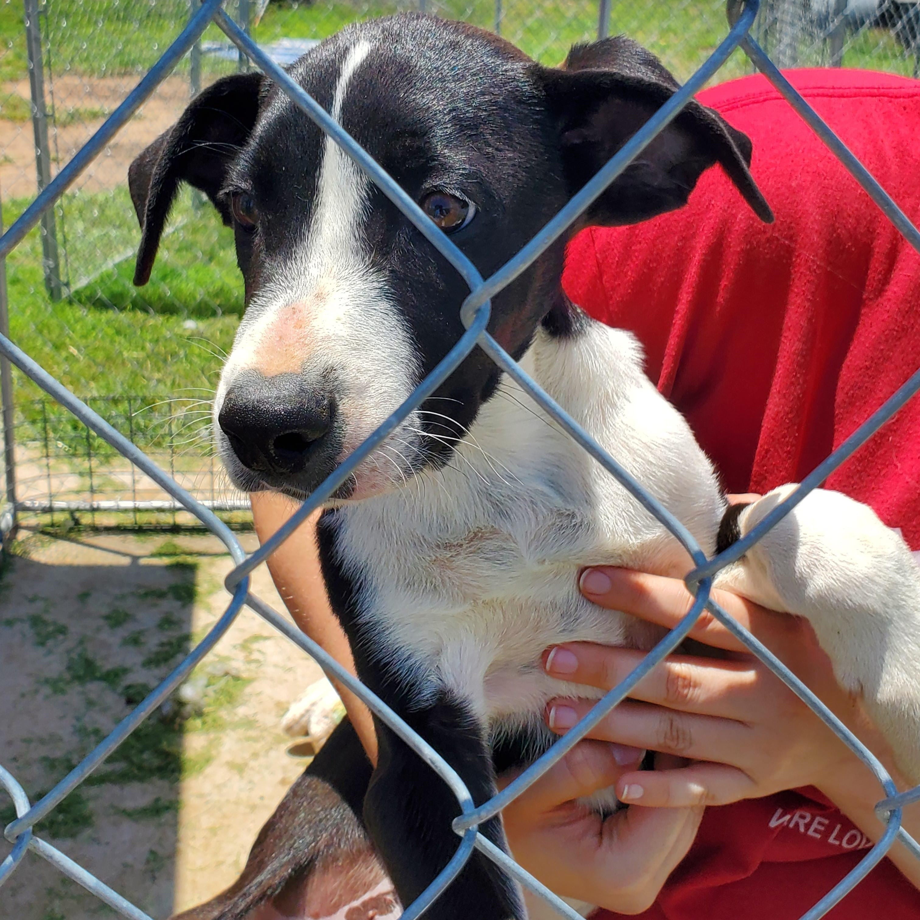 Adopt Hector Today - Find Paw Pal