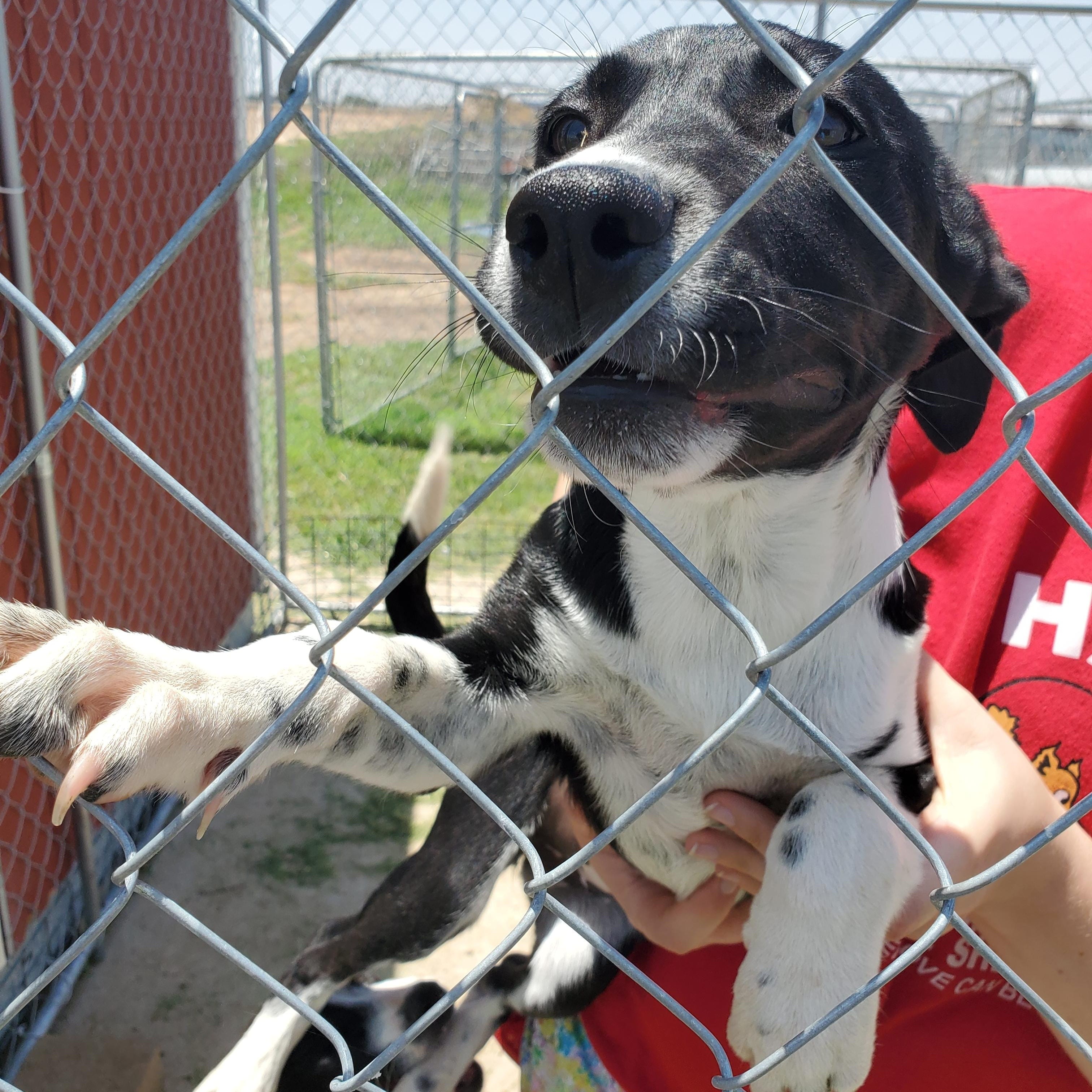 Adopt Hazel Today - Find Paw Pal