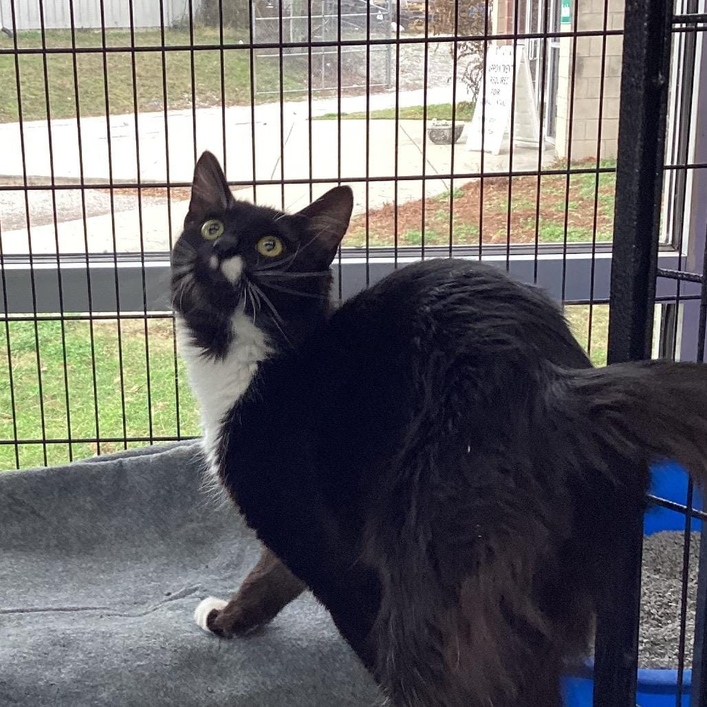 Adopt Oreo Today - Pets TheCountyOffice