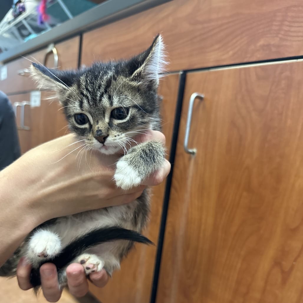 Adopt Rollie Pollie Today - Find Paw Pal