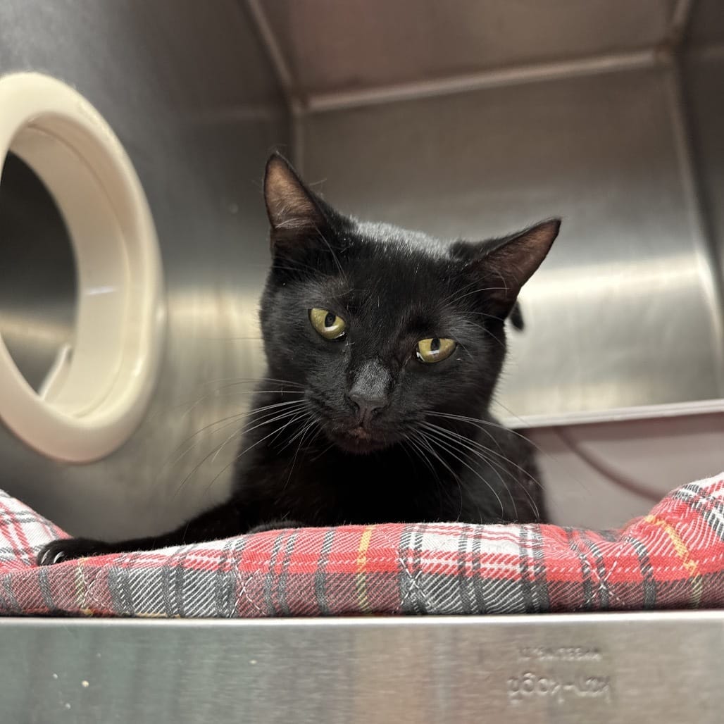 Adopt Shilah Today - Find Paw Pal