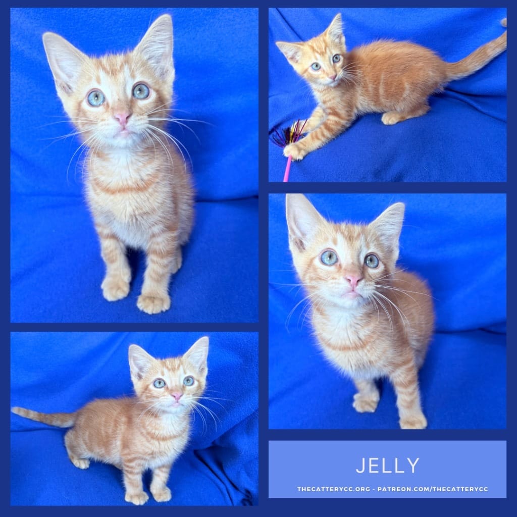 Adopt Jelly Today - Find Paw Pal