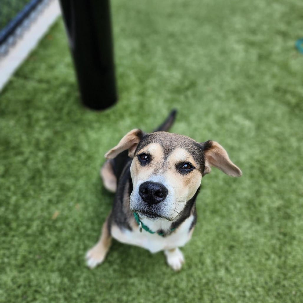 Adopt Sprout Today - Find Paw Pal