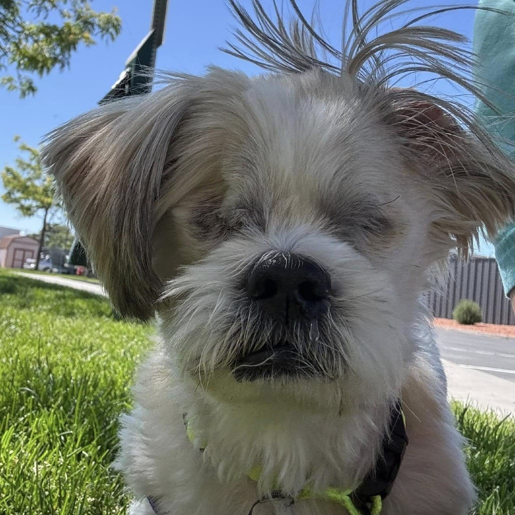 Adopt Cubie Today - Find Paw Pal