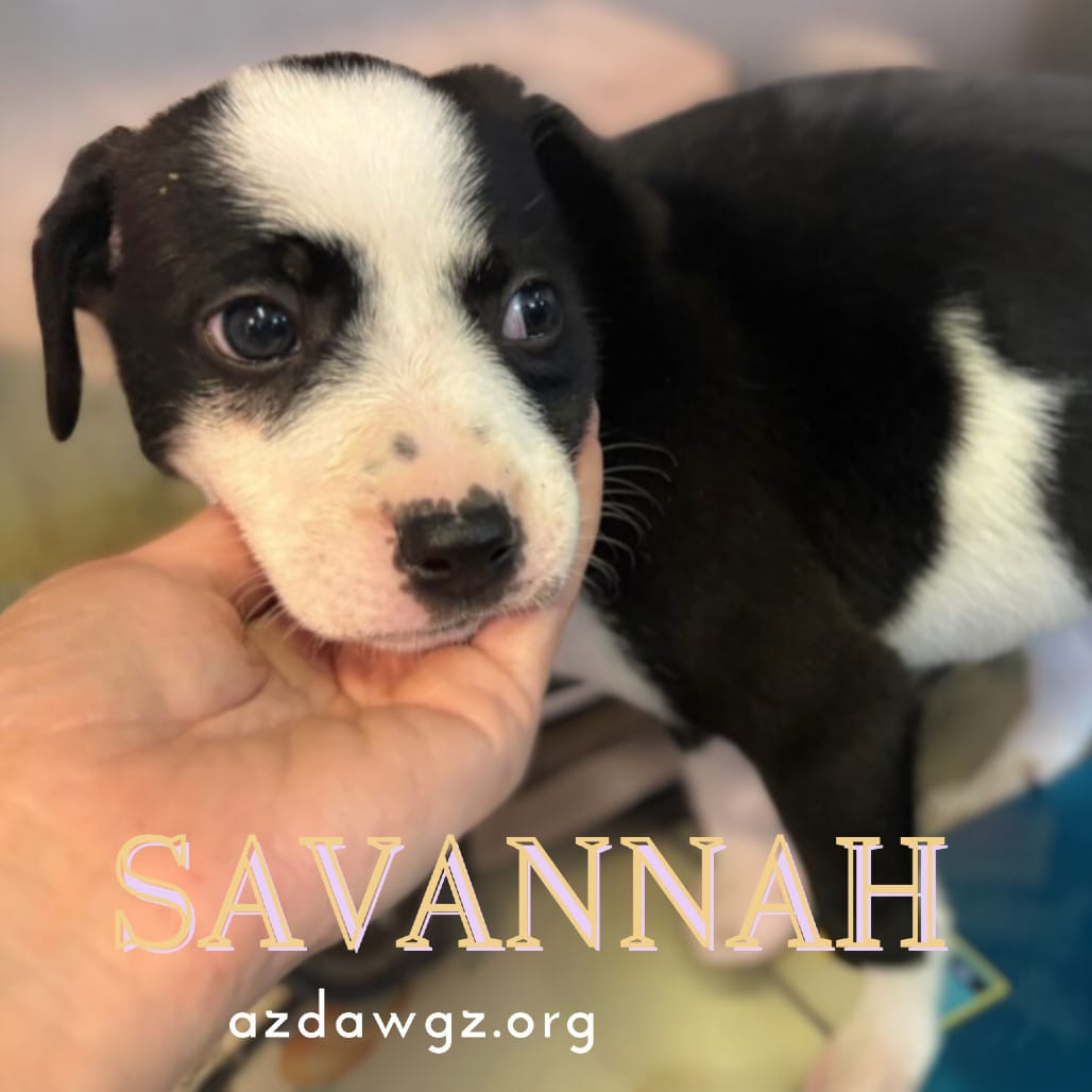 Adopt Savannah Today - Find Paw Pal