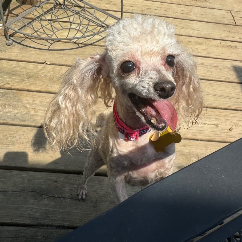 Adopt Calliope Today - Find Paw Pal