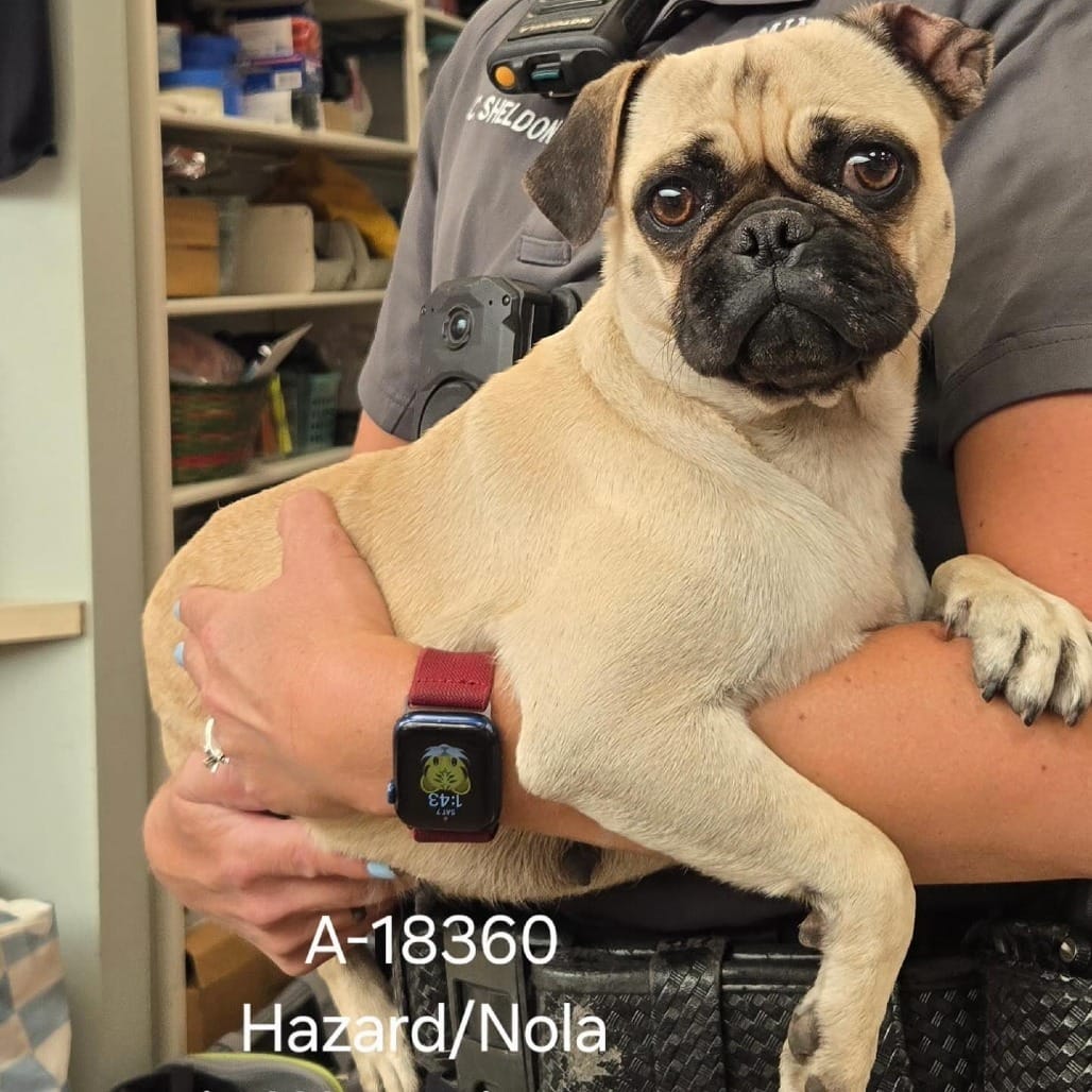 Adopt WAGS-Stray-18360 Today - Find Paw Pal