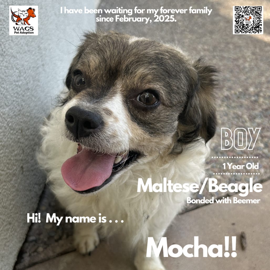 Adopt Mocha Today - Find Paw Pal