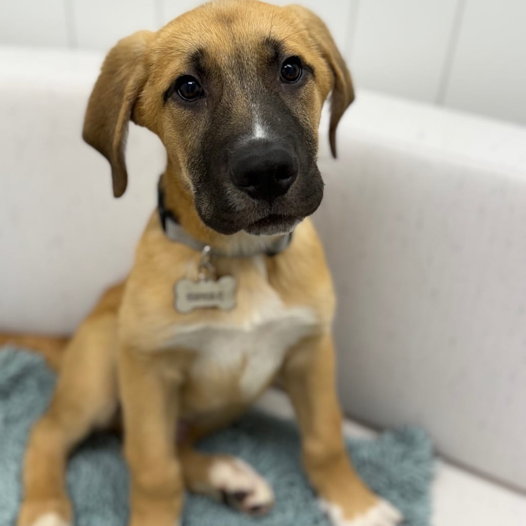 Adopt Bao Today - Find Paw Pal