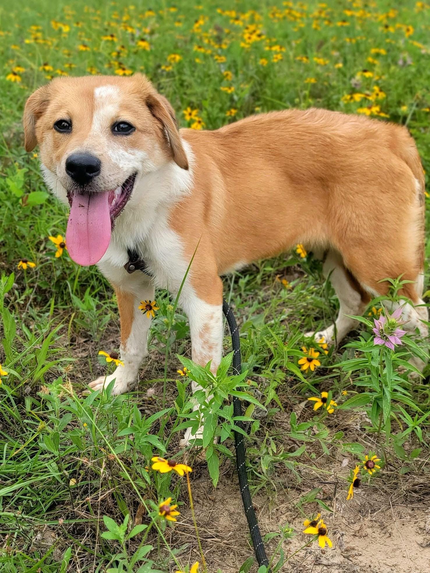 Adopt Darla Sue Today - Find Paw Pal