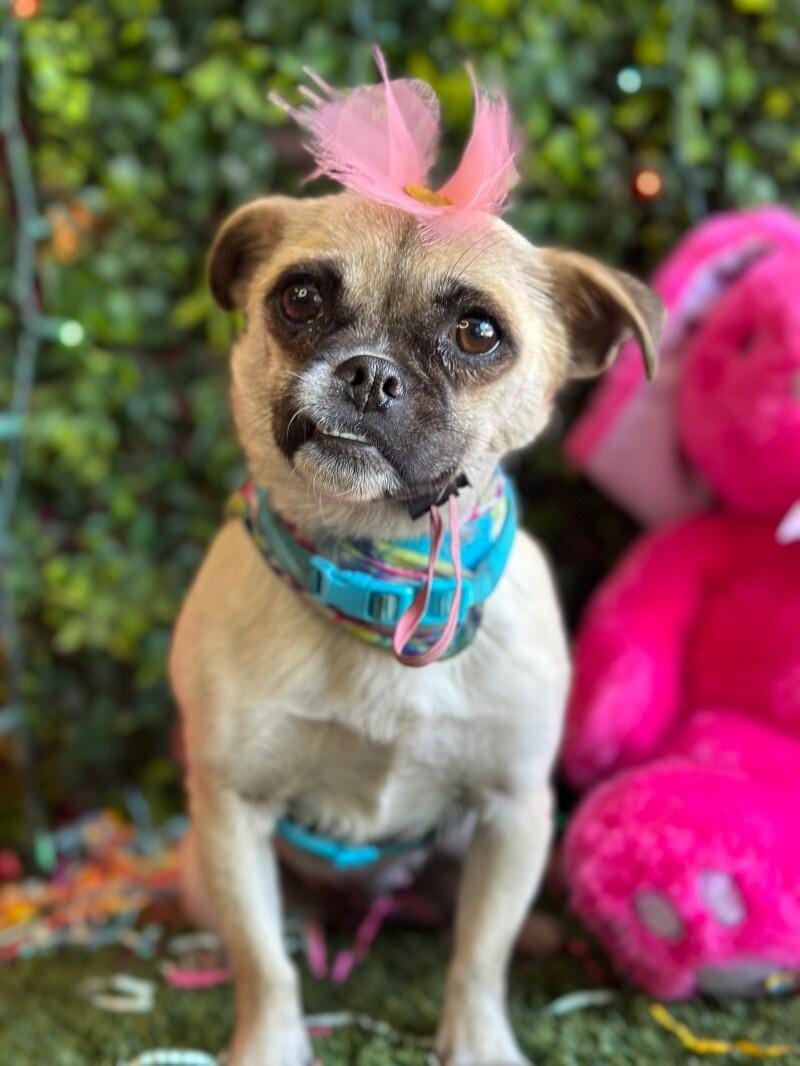 Adopt Mona Today - Find Paw Pal