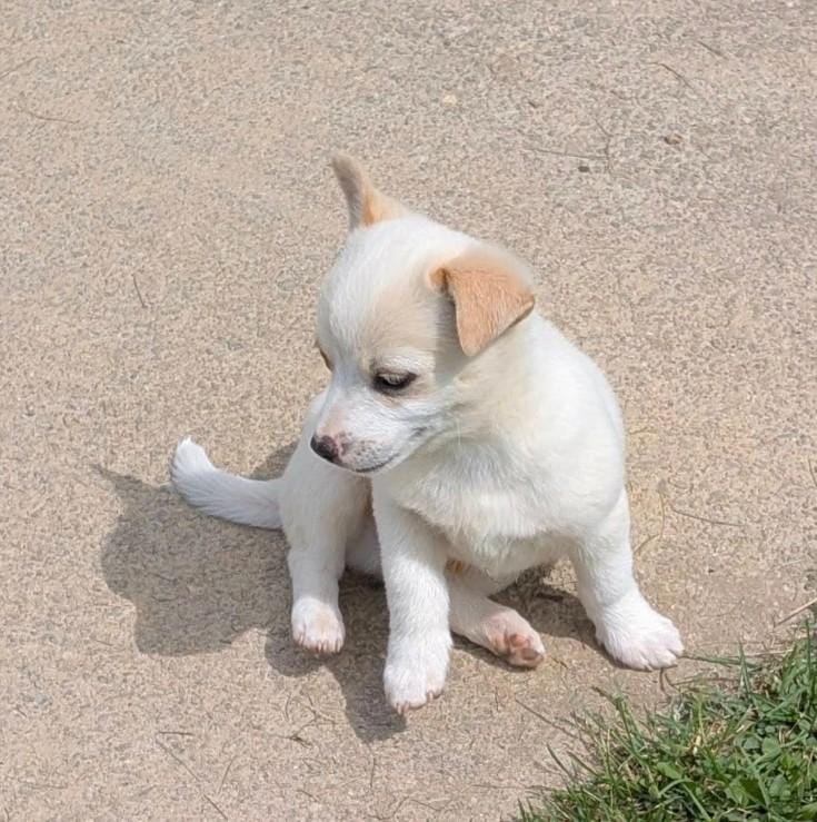 Adopt Mo Today - Find Paw Pal