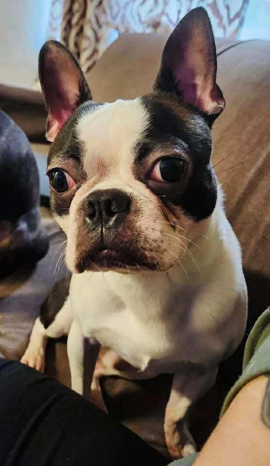 Adopt Winston & Nugget Today - Pets TheCountyOffice