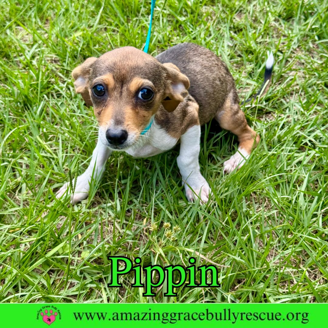 Adopt Pippin Today - Find Paw Pal