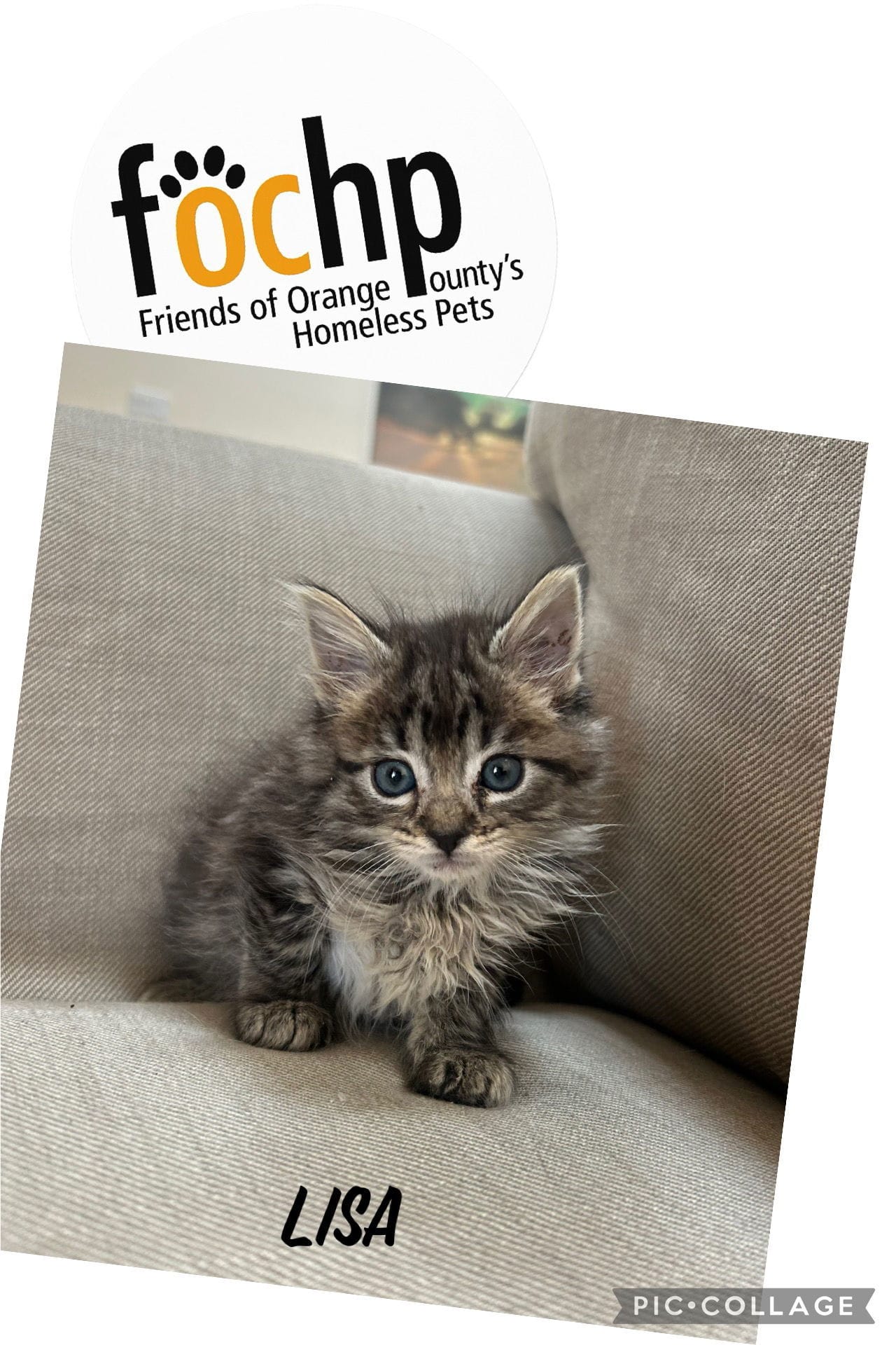 Adopt Lisa Today - Find Paw Pal