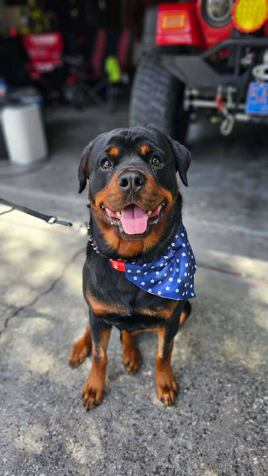 Adopt Dexter Today - Find Paw Pal