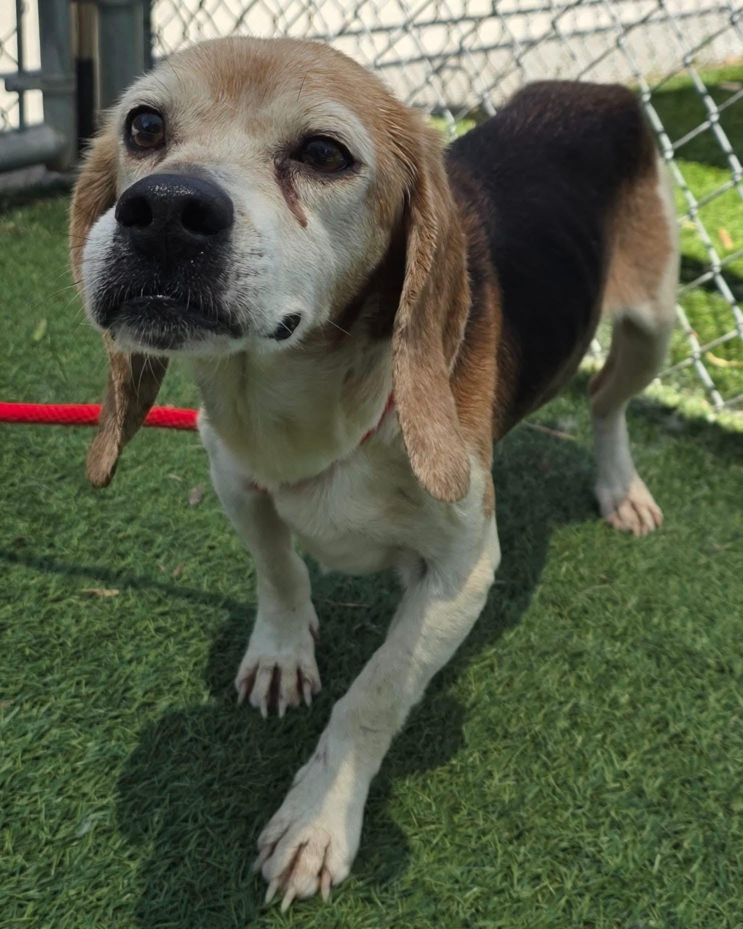 Adopt Boots Beagle is looking for his hero! Today - Find Paw Pal