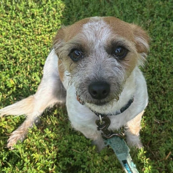 Adopt Princess Buttercup Today - Find Paw Pal
