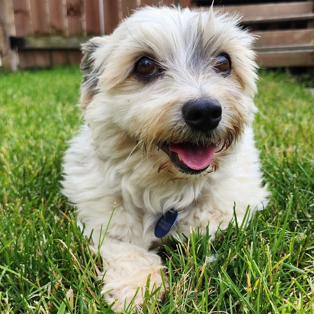 Adopt Dash Today - Find Paw Pal